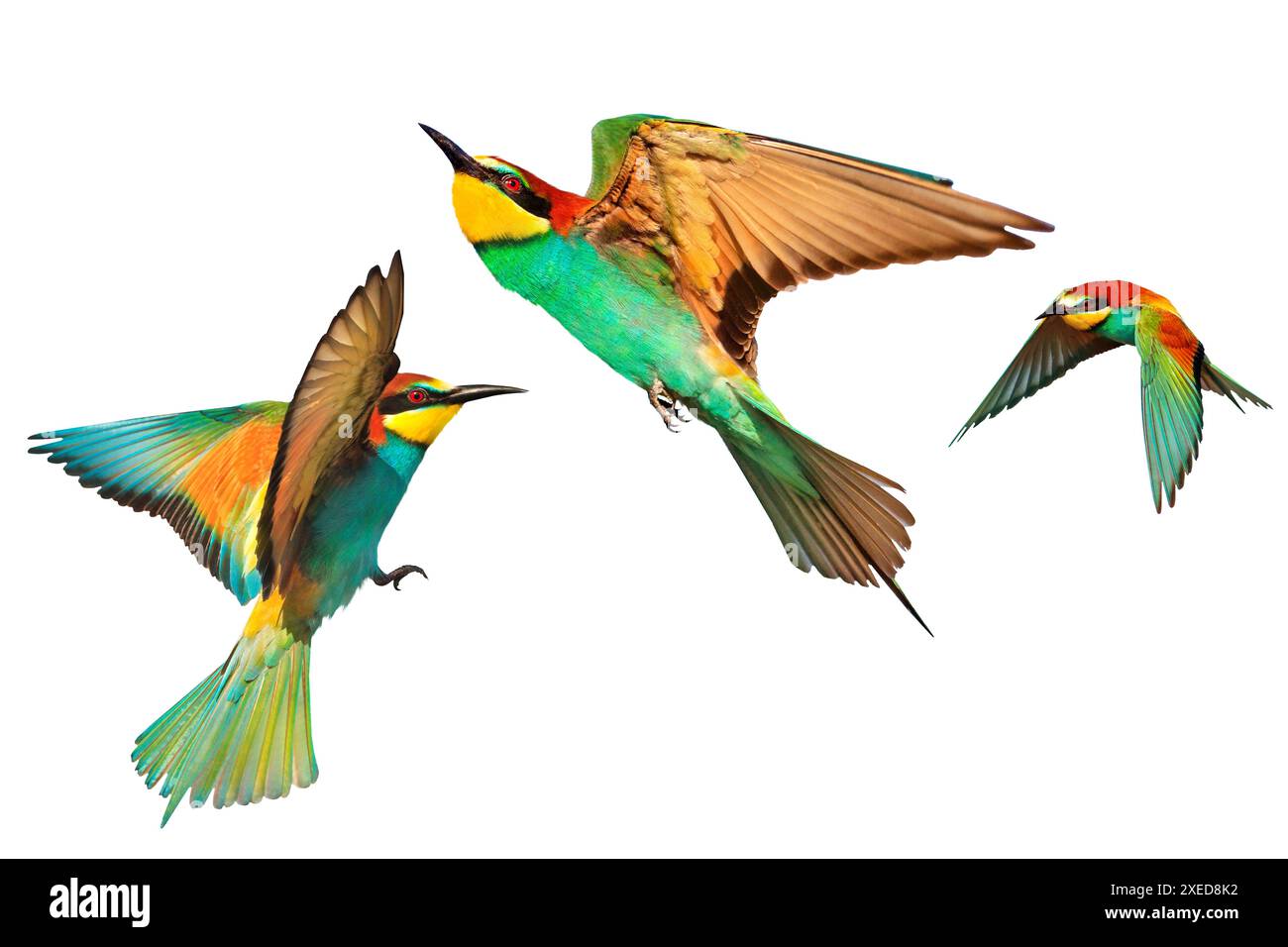 European bee-eaters, colorful bird, in flight, isolated , nature Stock ...