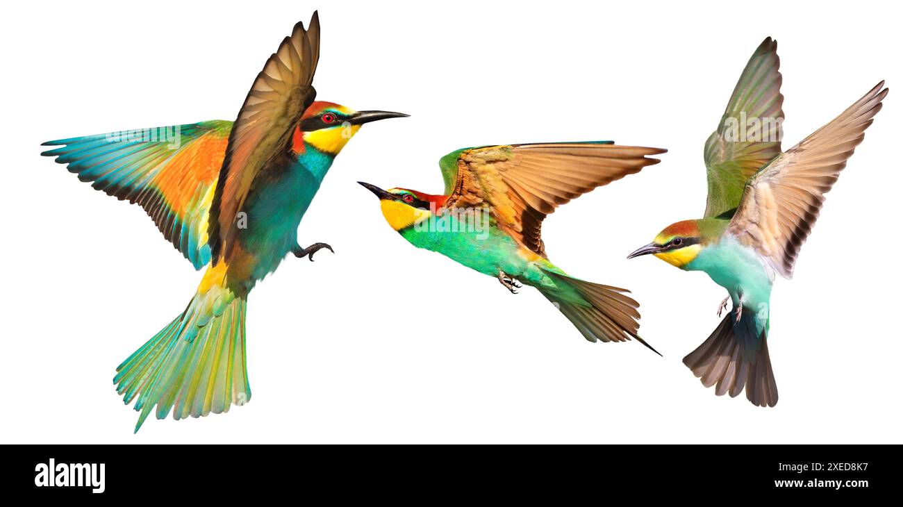 European bee-eaters, colorful birds, in flight, isolated Stock Photo ...