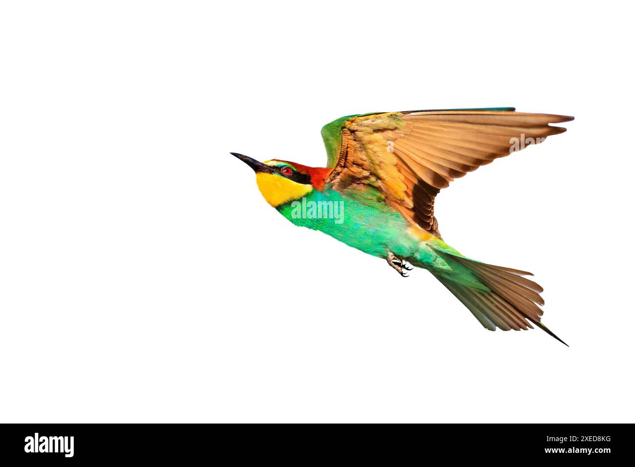 European bee-eater, colorful bird, in flight, isolated Stock Photo - Alamy