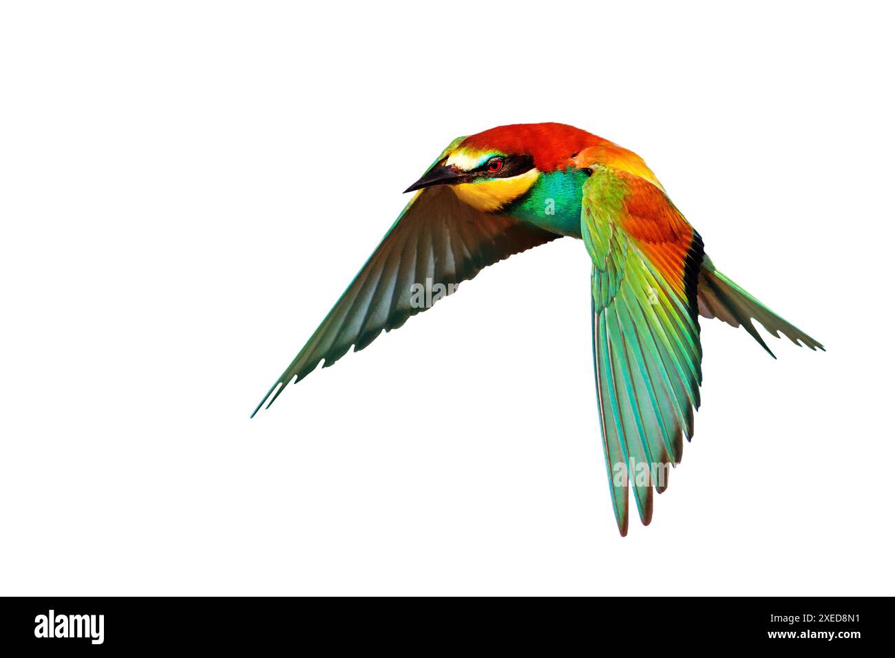 colorful birds , in flight, isolated , nature Stock Photo - Alamy