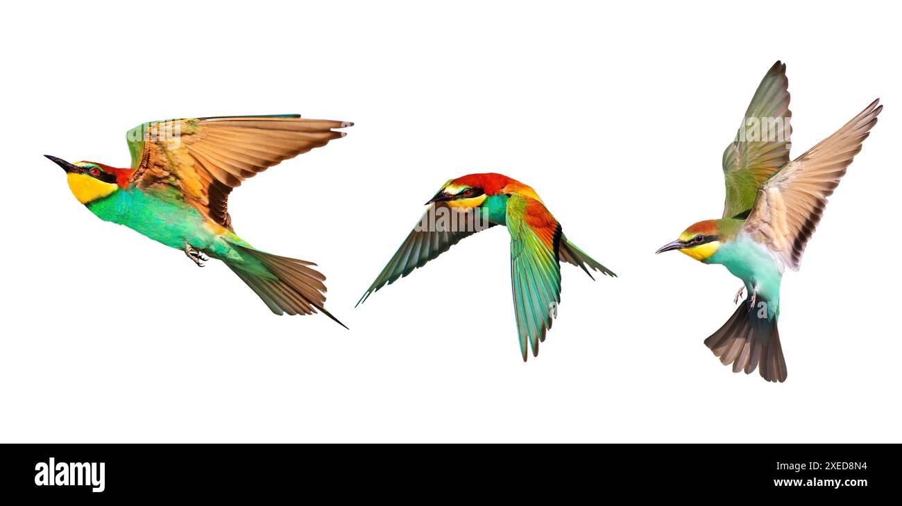 Birds flying in tropical Cut Out Stock Images & Pictures - Alamy