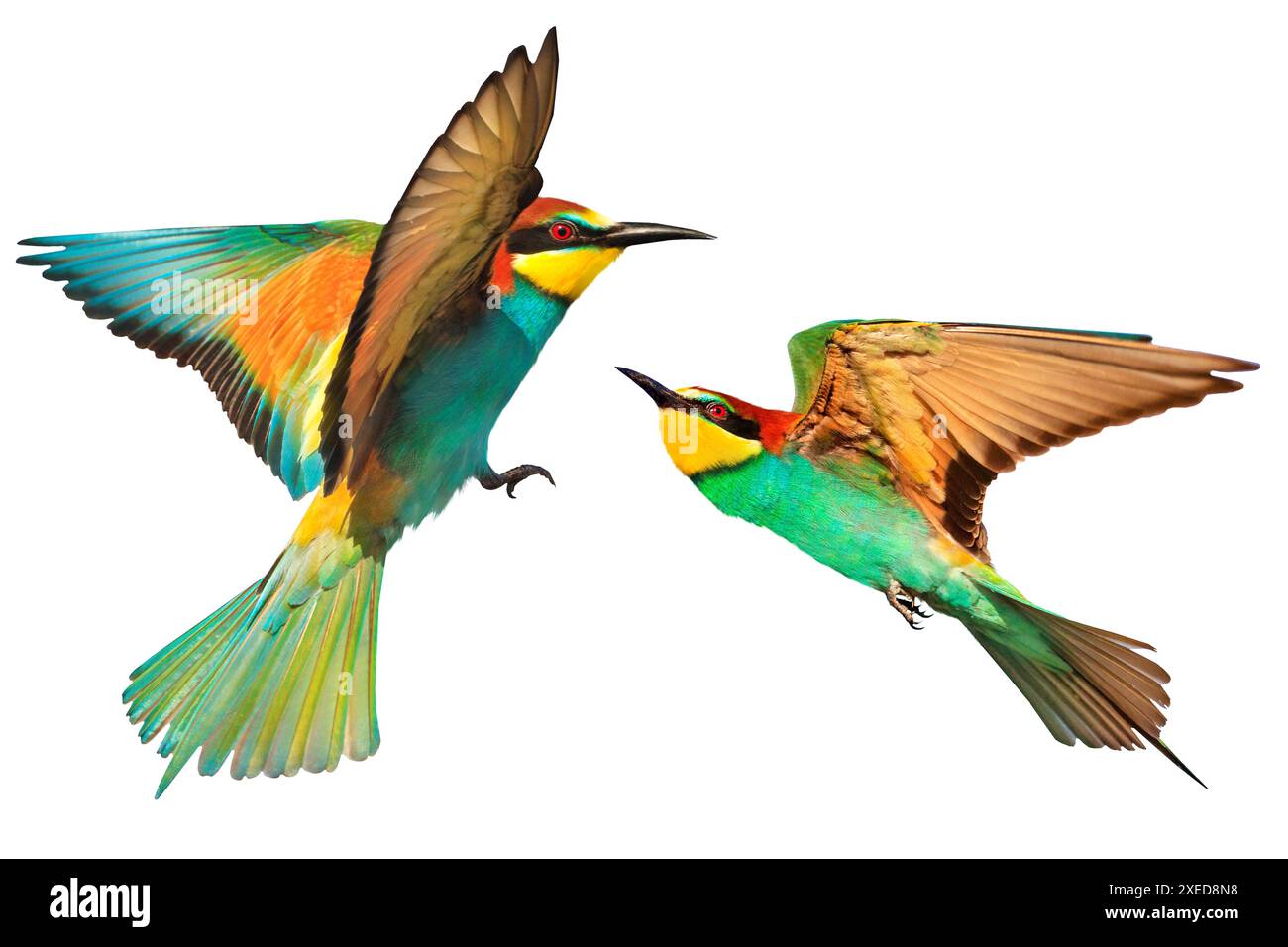 colorful birds ,european bee-eaters, in flight,two, isolated Stock ...