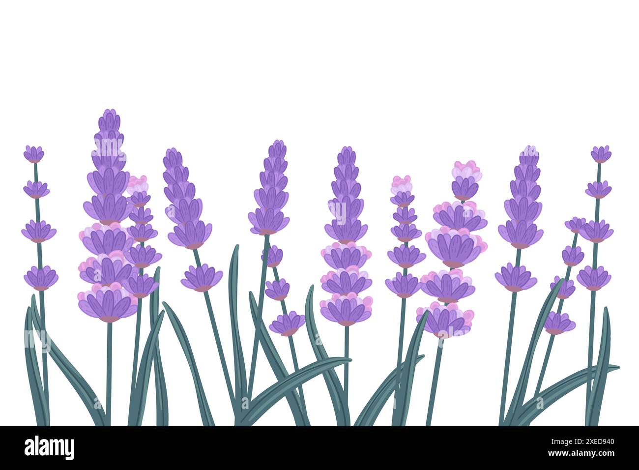 lavender flower simple cartoon design vector illustration isolated on ...