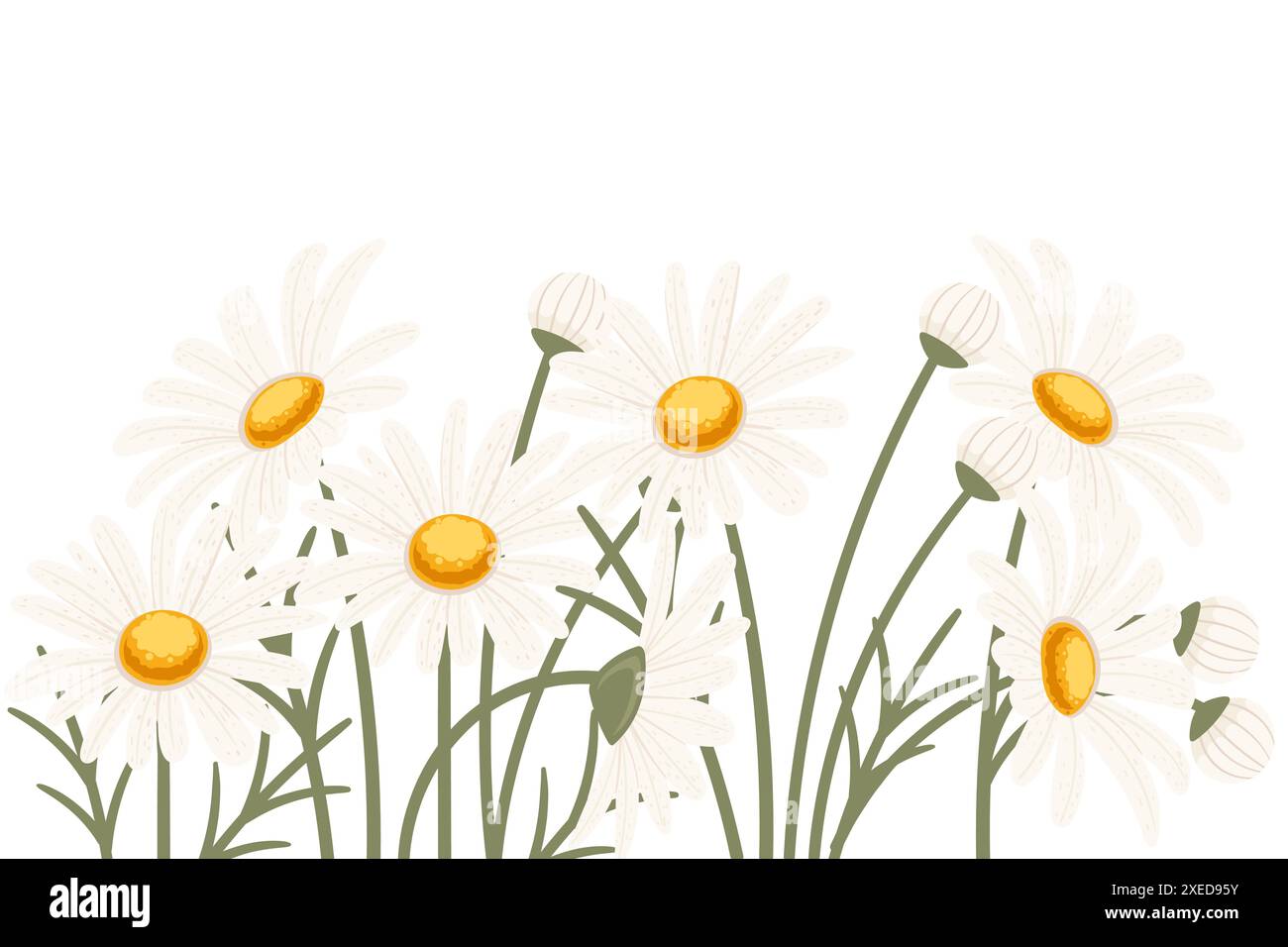 Chamomile flower in bloom vector illustration isolated on white ...