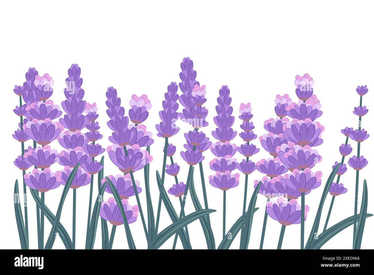 lavender flower in a row simple cartoon design vector illustration ...