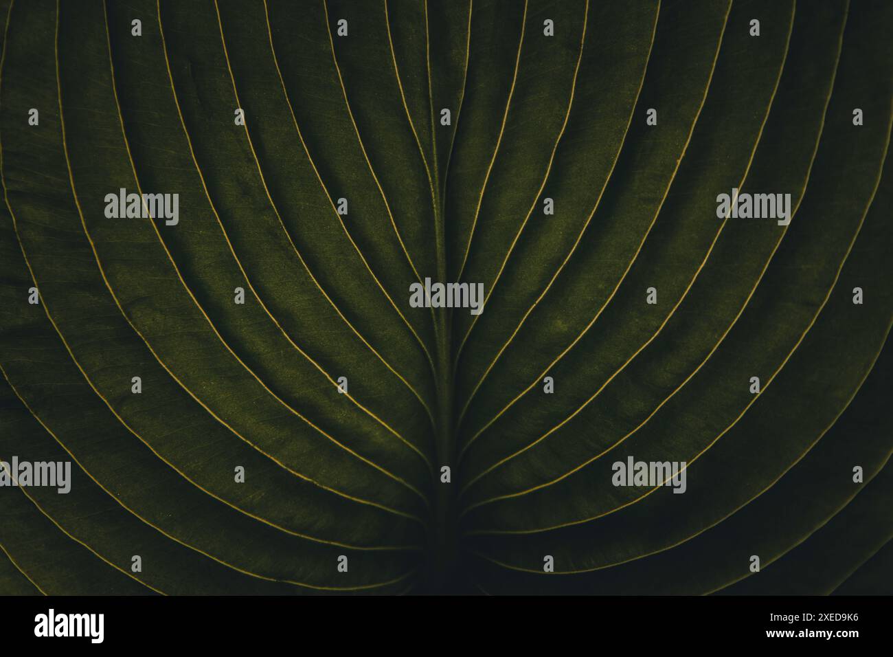 Closeup of tropical jungle leaf with vein texture, dark moody green ...