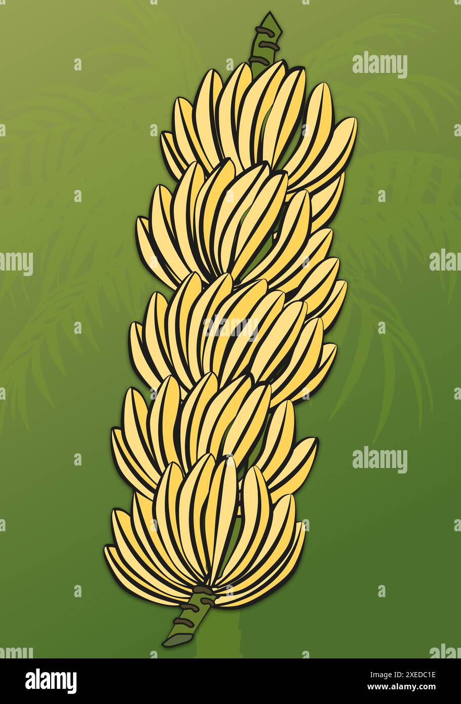 Stalk of bananas Stock Photo - Alamy