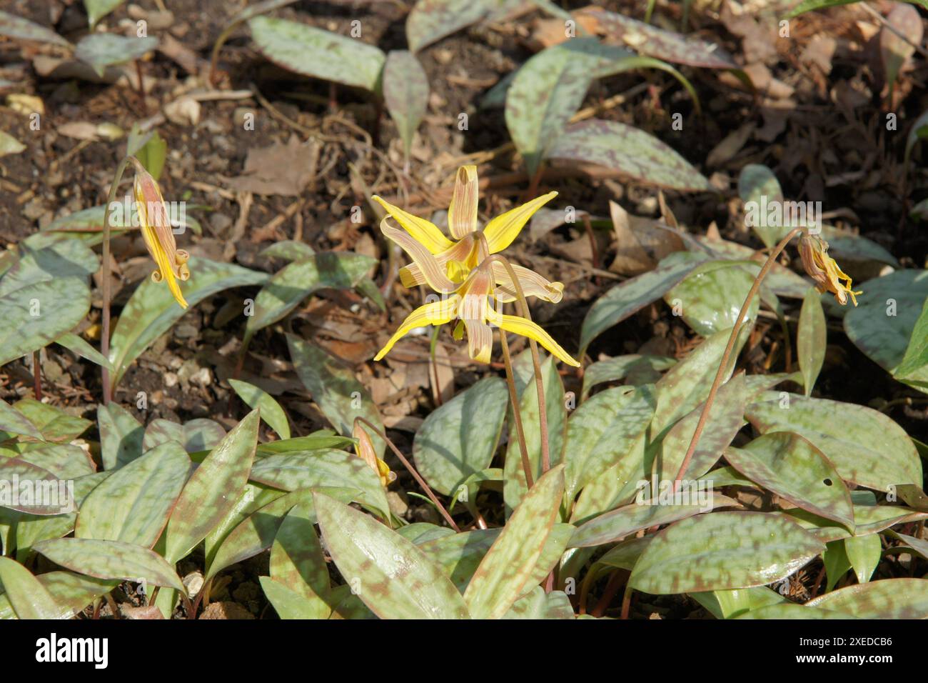 Erythronium umbelicatum, dimpled trout lily Stock Photo - Alamy