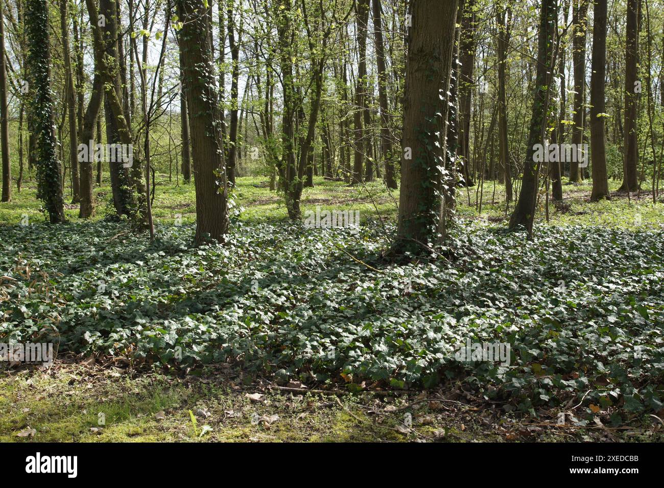 Hedera helix, ivy Stock Photo - Alamy