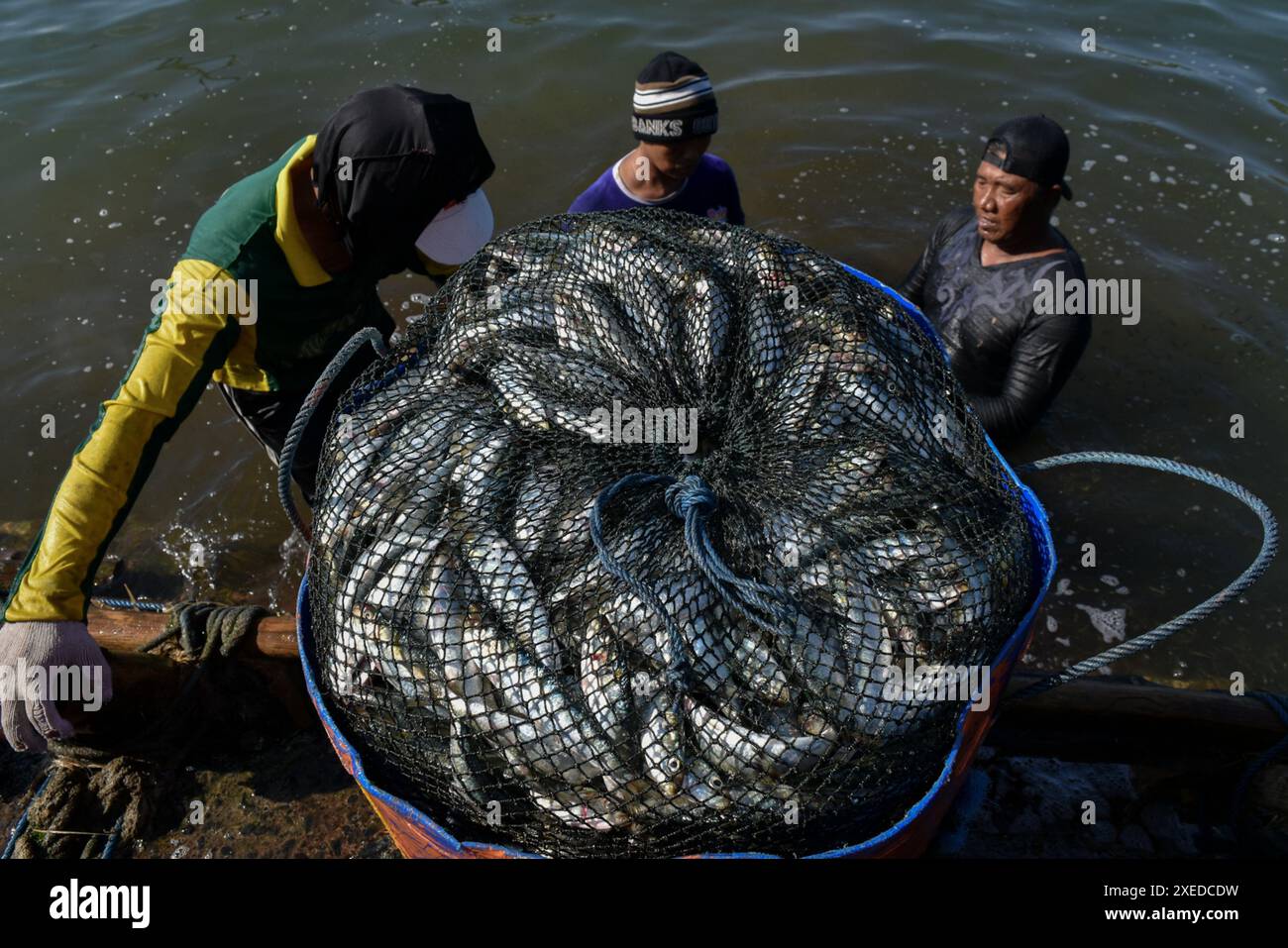 Banyuwangi East Java Indonesia 27th June 2024 Same Workers Are Carries Sardines Sardinella