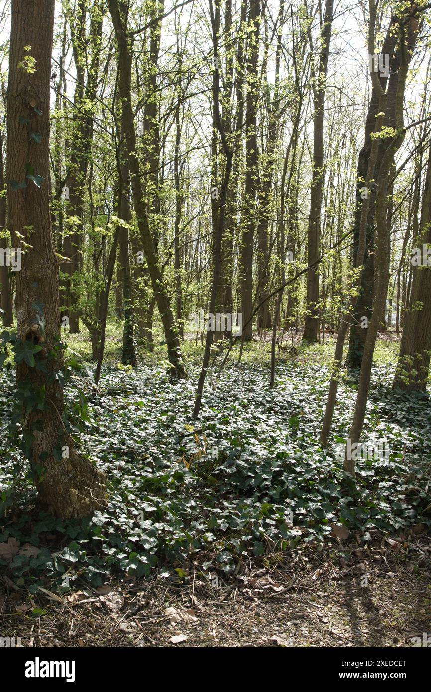 Hedera helix roots hi-res stock photography and images - Alamy