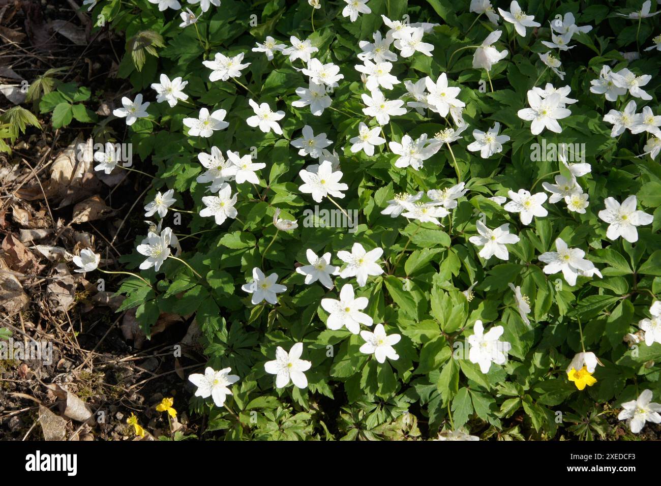Anemone trifolia, three leaved windflower Stock Photo - Alamy