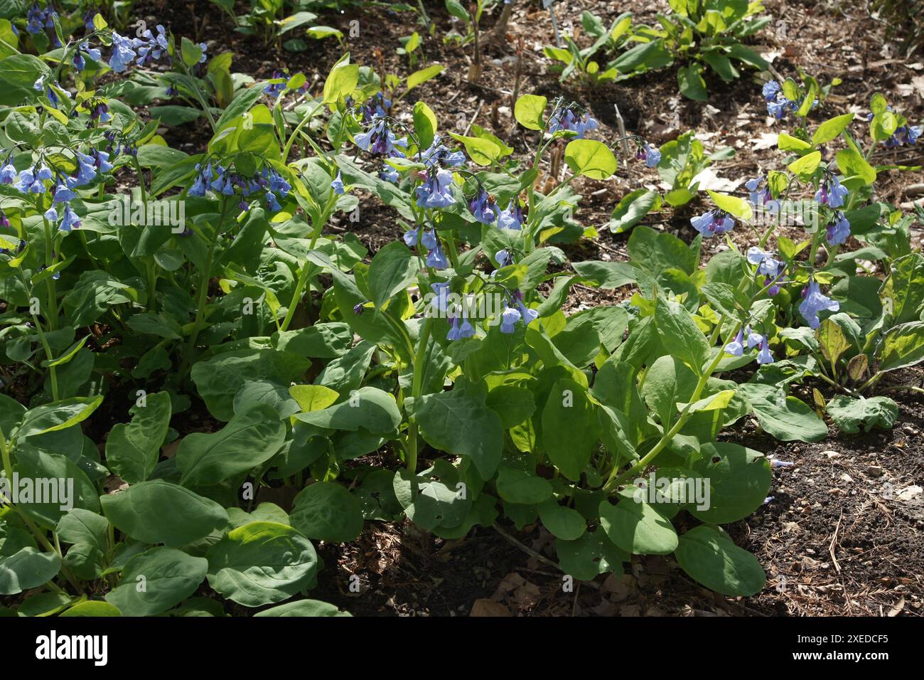 Mertensia virginica, Virginia, Virginia bluebells Stock Photo - Alamy