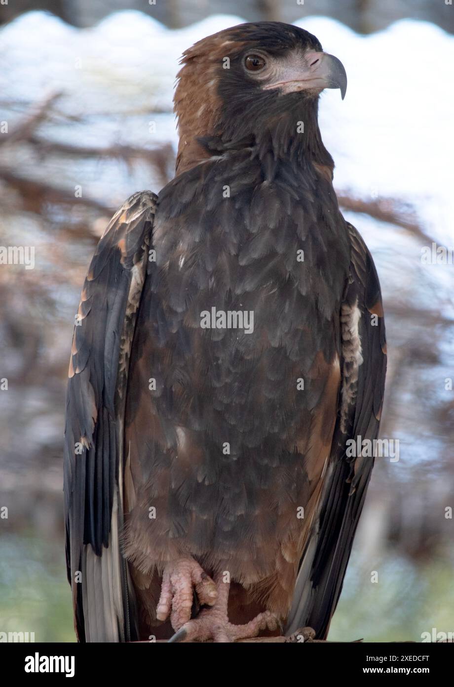 The black breasted buzzard is quite large with broad, rounded wings ...