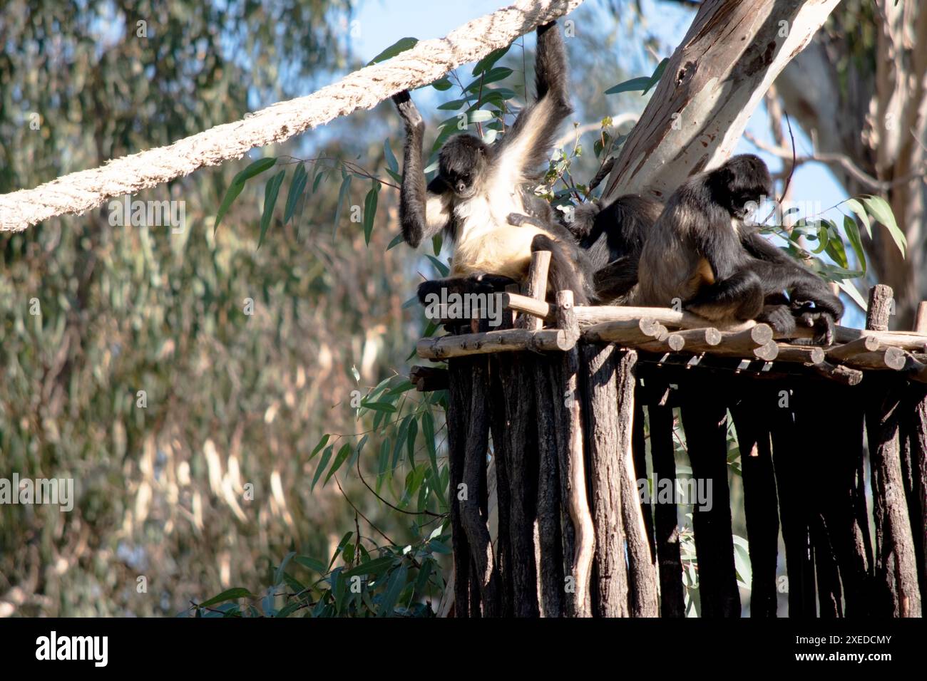 The black-handed spider monkey has lack or brown fur with hook-like ...