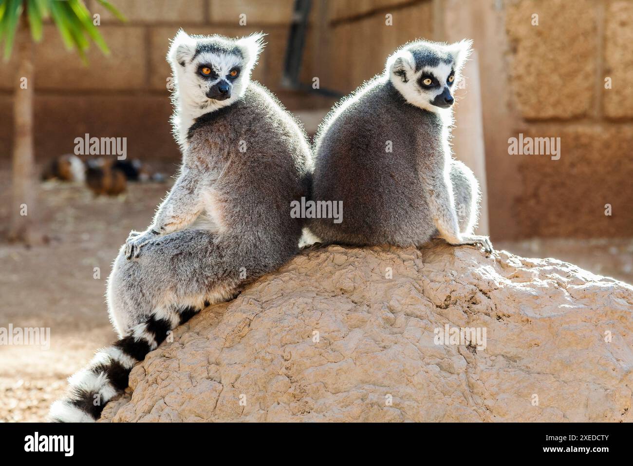 Lemurs together hi-res stock photography and images - Alamy