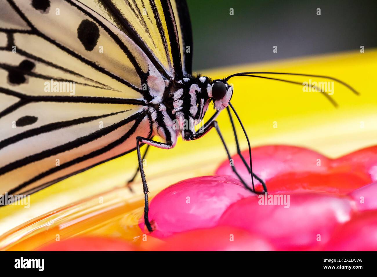 Butterfly drinking nectar in a zoo Stock Photo - Alamy