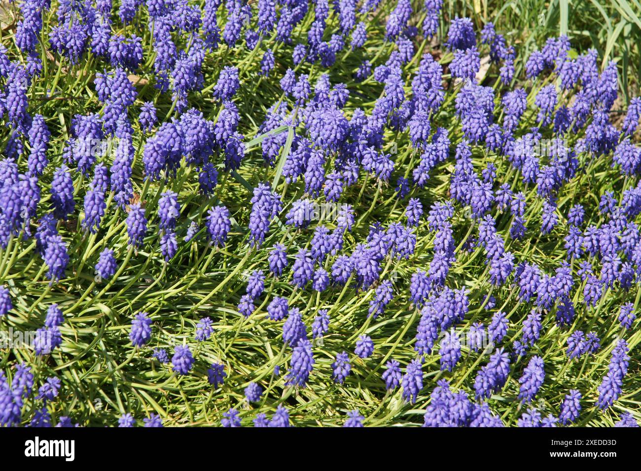 Muscari armeniacum, grape hyacinth Stock Photo - Alamy