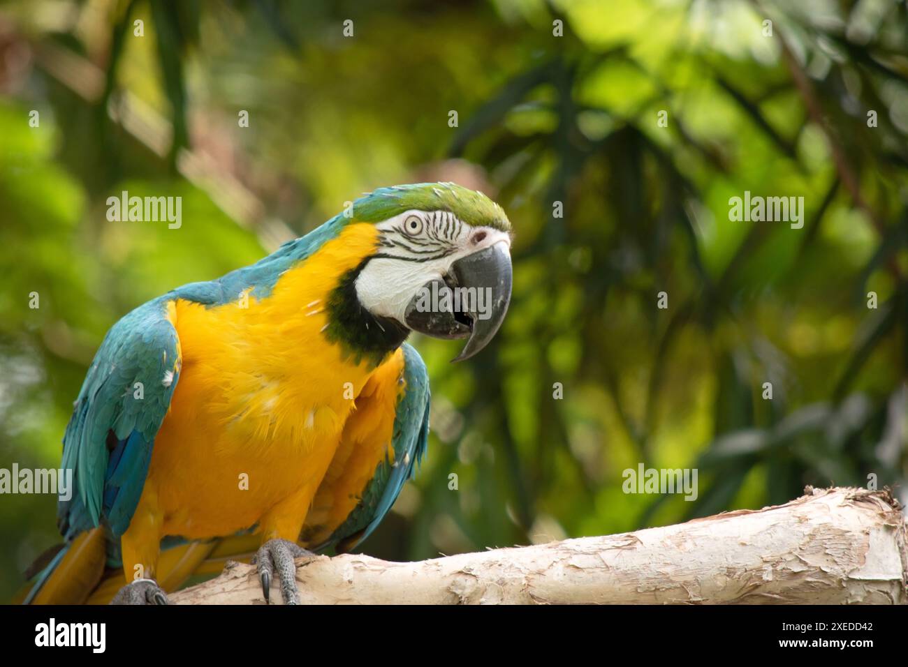 the Back and upper tail feathers of the blue and gold macaw are ...