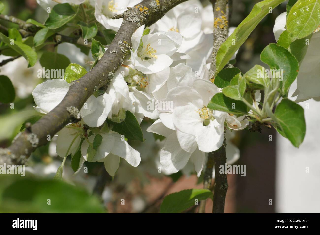 Thinning malus hi-res stock photography and images - Alamy