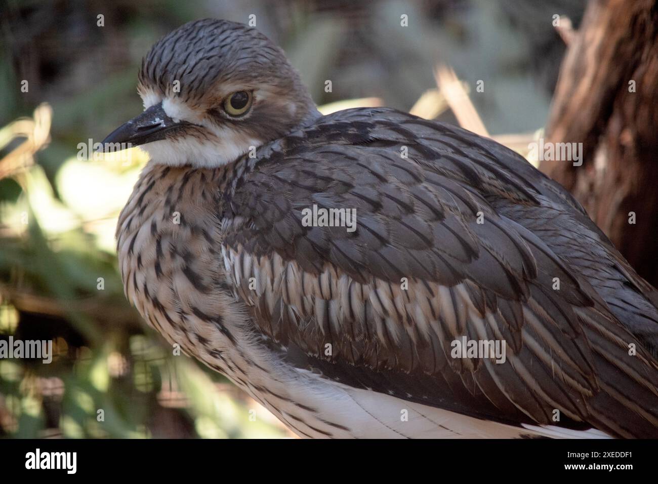 The bush stone curlew has grey-brown feathers with black streaks, a white forehead and eyebrows ...