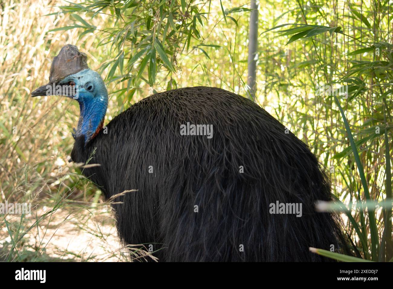 The cassowary is a large, flightless. It is covered in dense, two ...