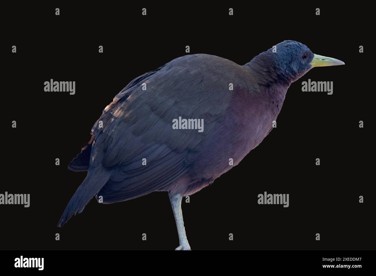 the chestnut rail has a grey head and brown body with red eyes Stock ...