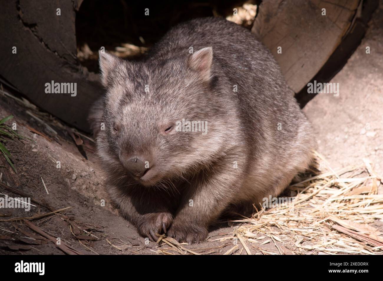 The Common Wombat has a large nose which is shiny black, much like that ...