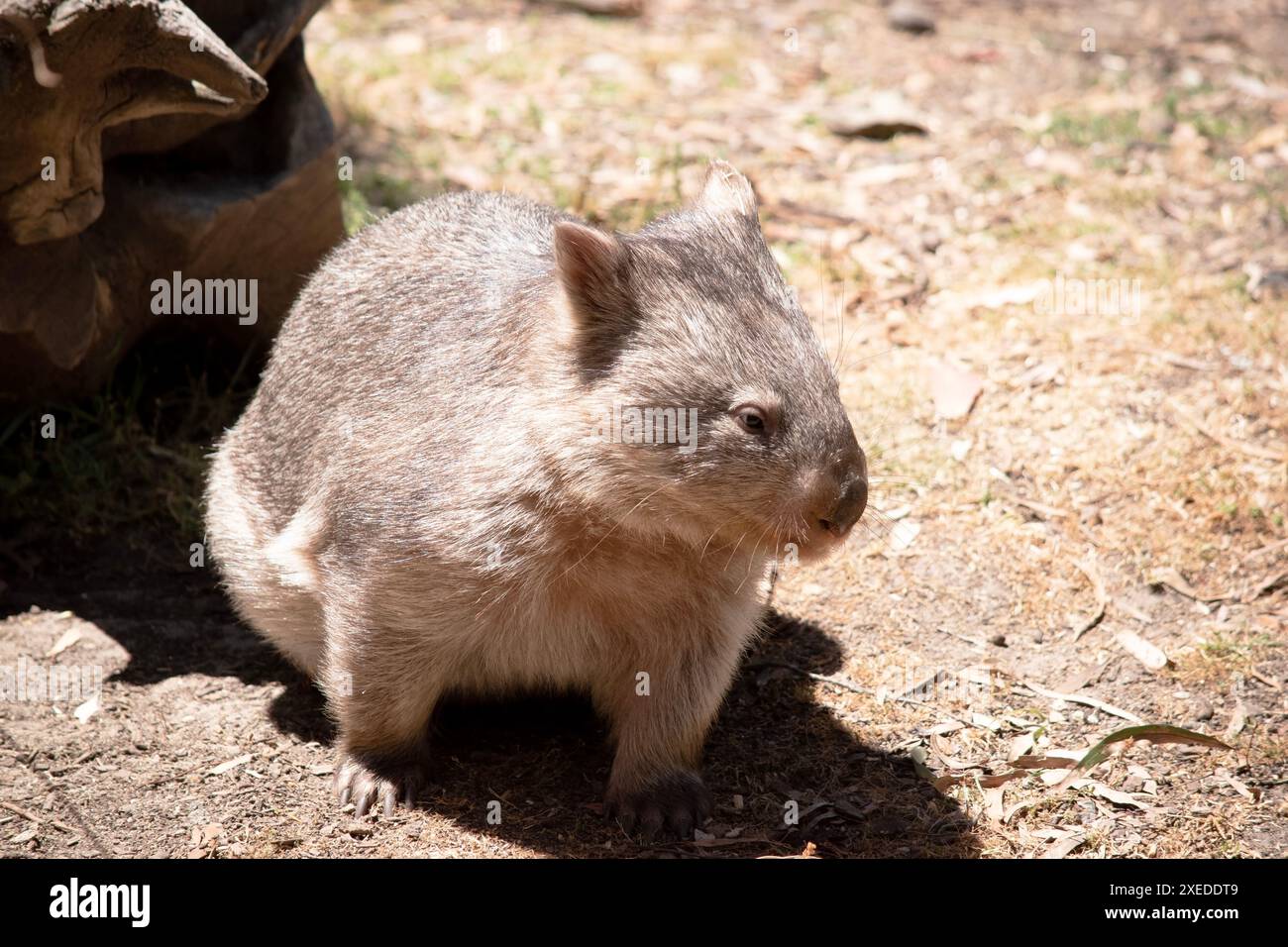 The Common Wombat has a large nose which is shiny black, much like that ...