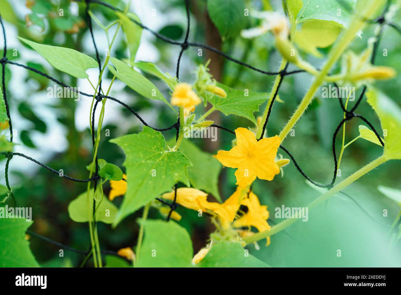 cucumber plant weaves along grid, with peduncles and fruits Stock Photo ...