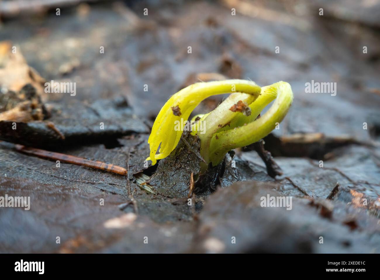Earth womb hi-res stock photography and images - Alamy