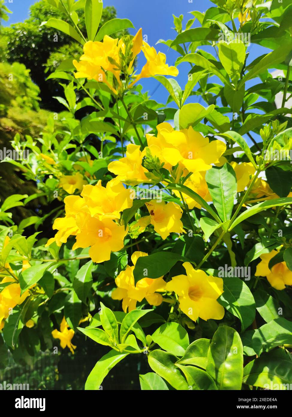 Mauritius flower hi-res stock photography and images - Alamy