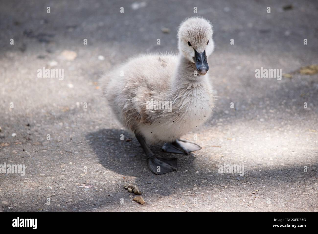 Cygnet australia hi-res stock photography and images - Alamy