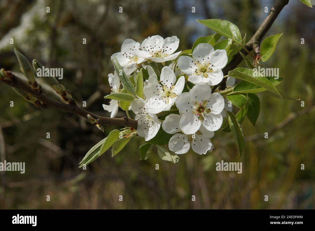 Pyrus communis, pear tree Stock Photo - Alamy