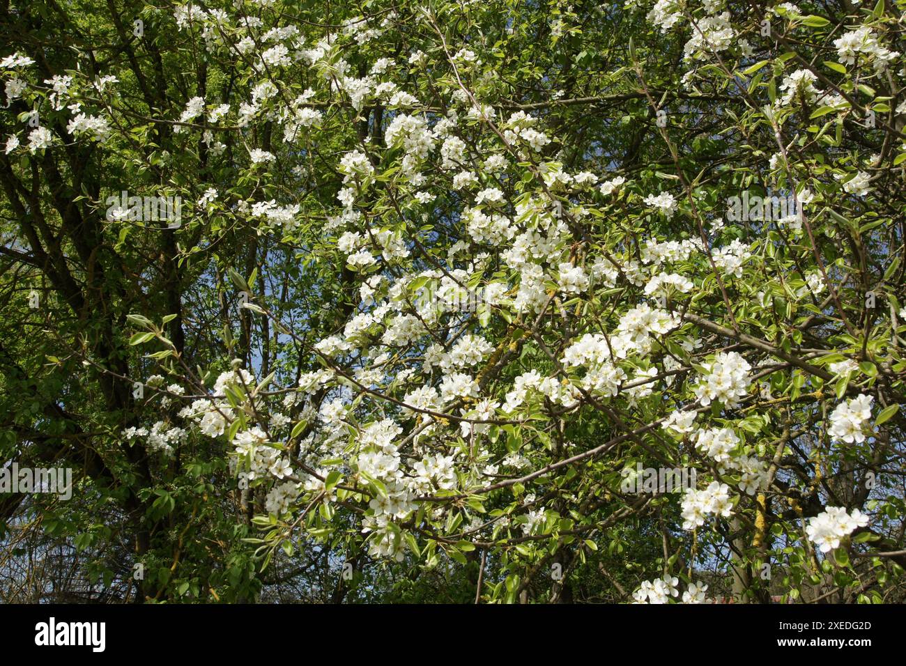 Pyrus communis, pear tree Stock Photo - Alamy