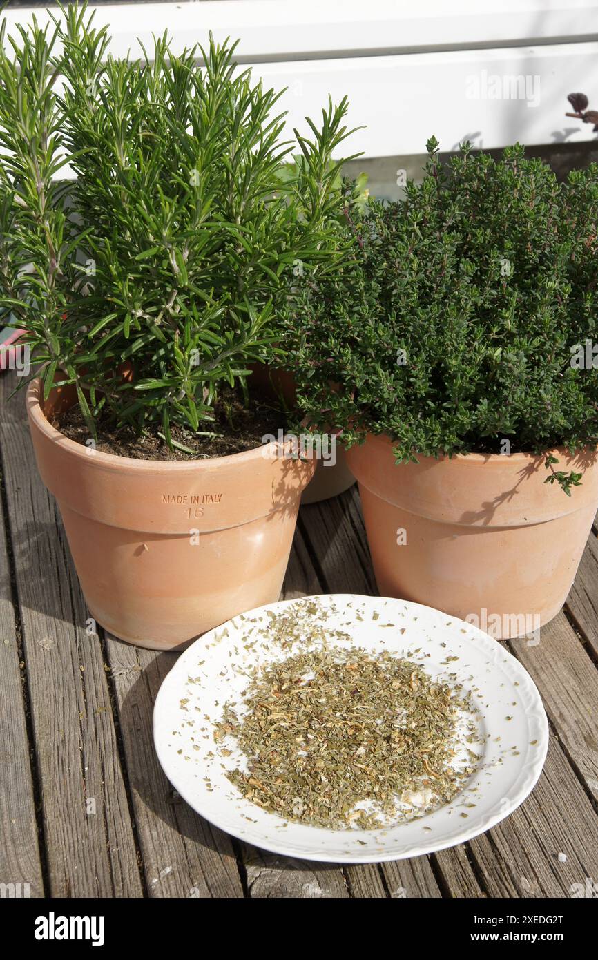 Herbs flower hi-res stock photography and images - Alamy