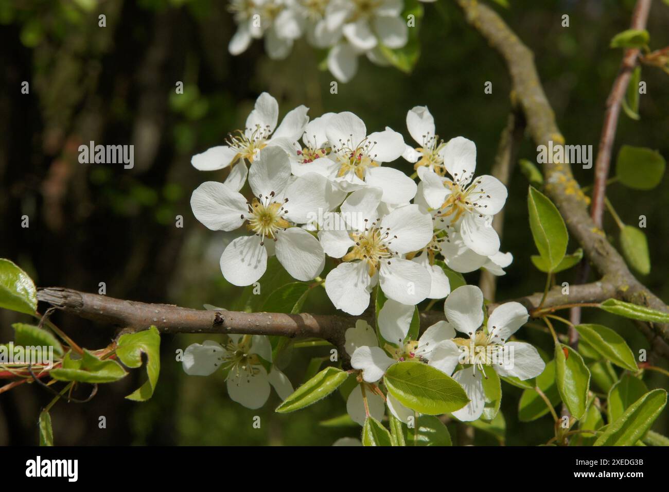 Pyrus communis, pear tree Stock Photo - Alamy