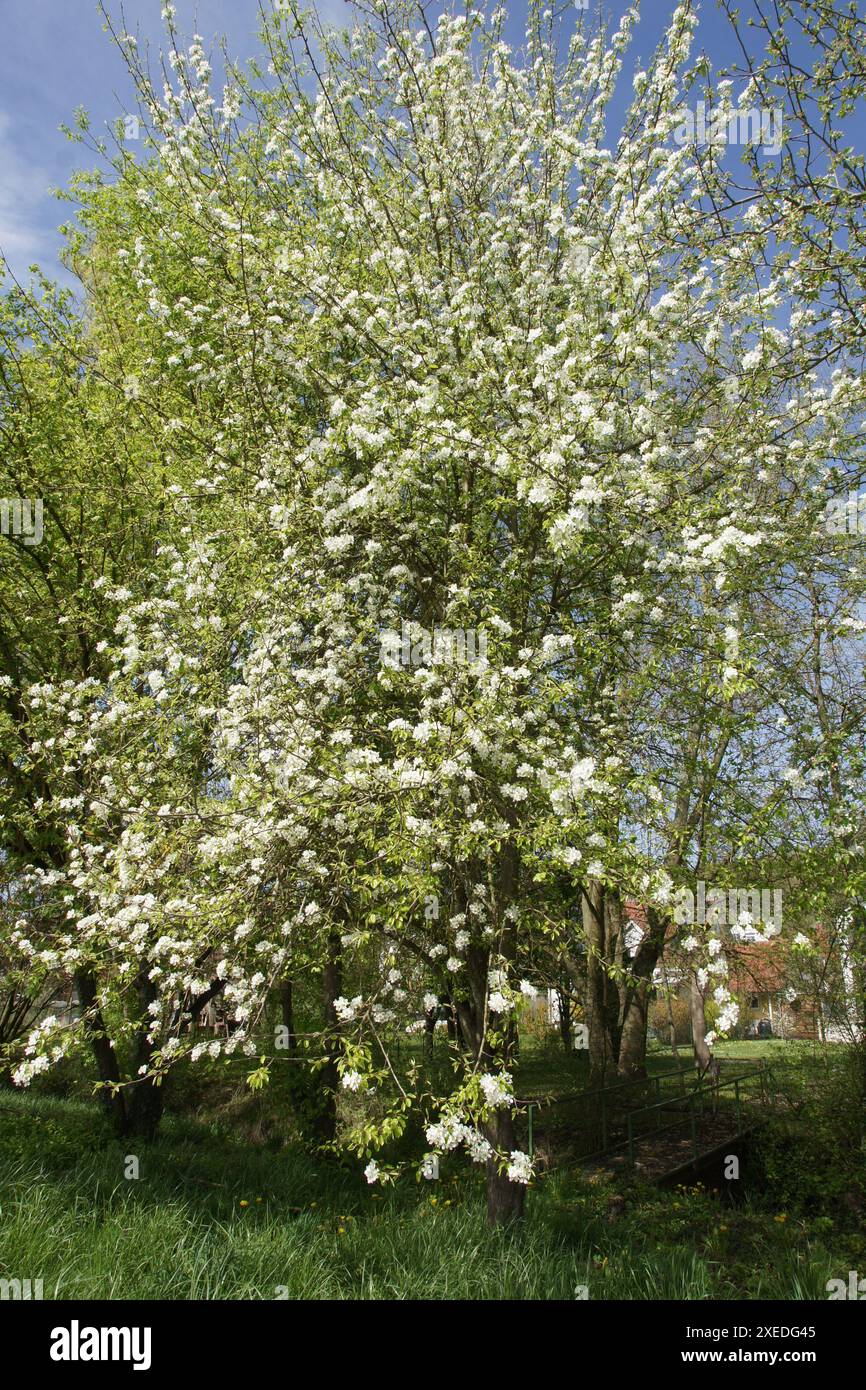 Pyrus communis, pear tree Stock Photo - Alamy