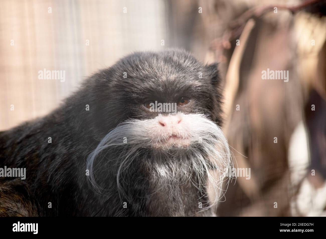 Emperor tamarins are small monkeys with long, white whiskers that sweep ...