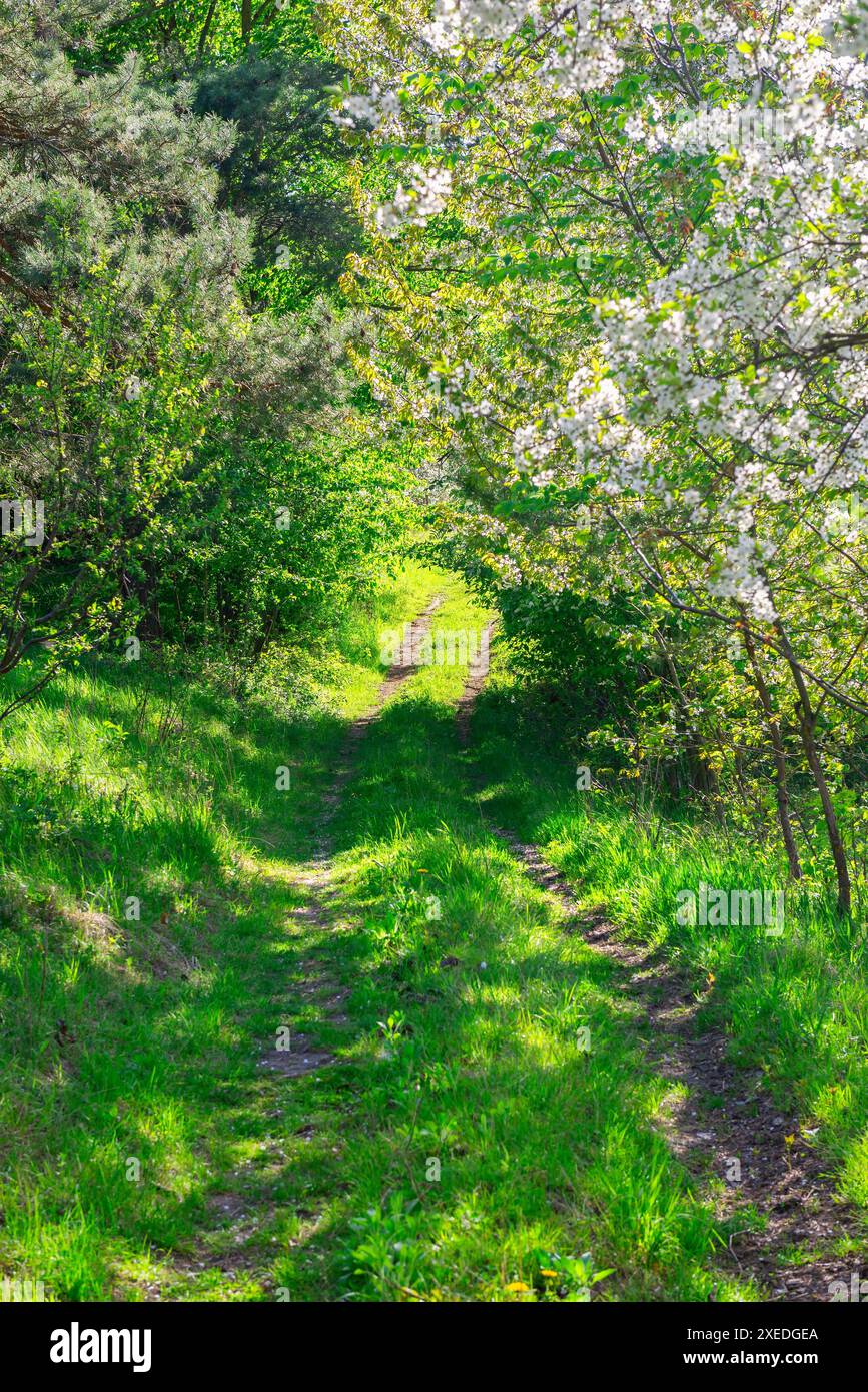 Cherry orchard road hi-res stock photography and images - Alamy