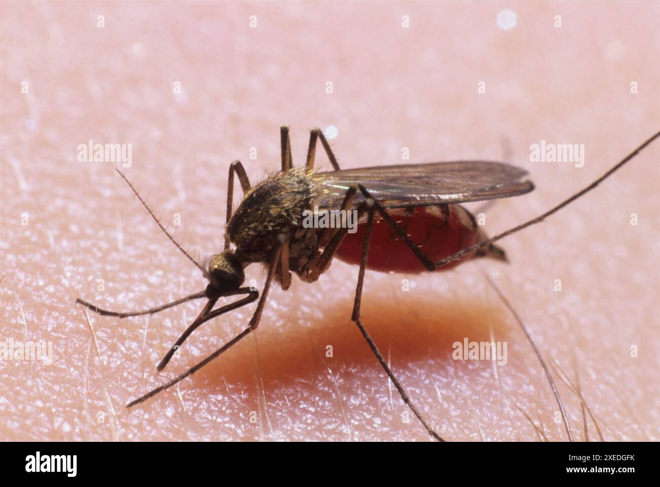 Biting insects hi-res stock photography and images - Alamy