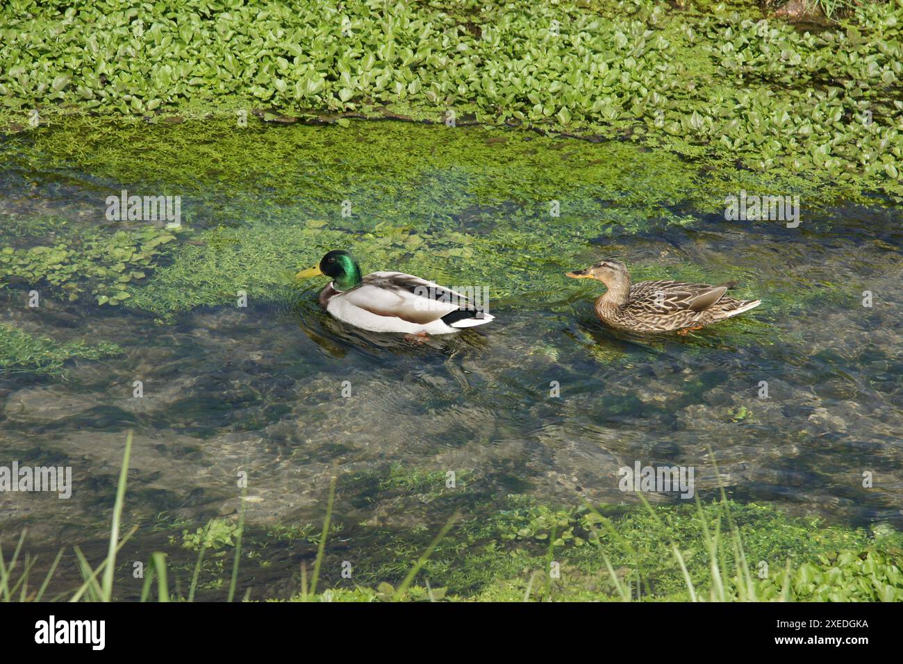 Female indian runner duck hi-res stock photography and images - Alamy