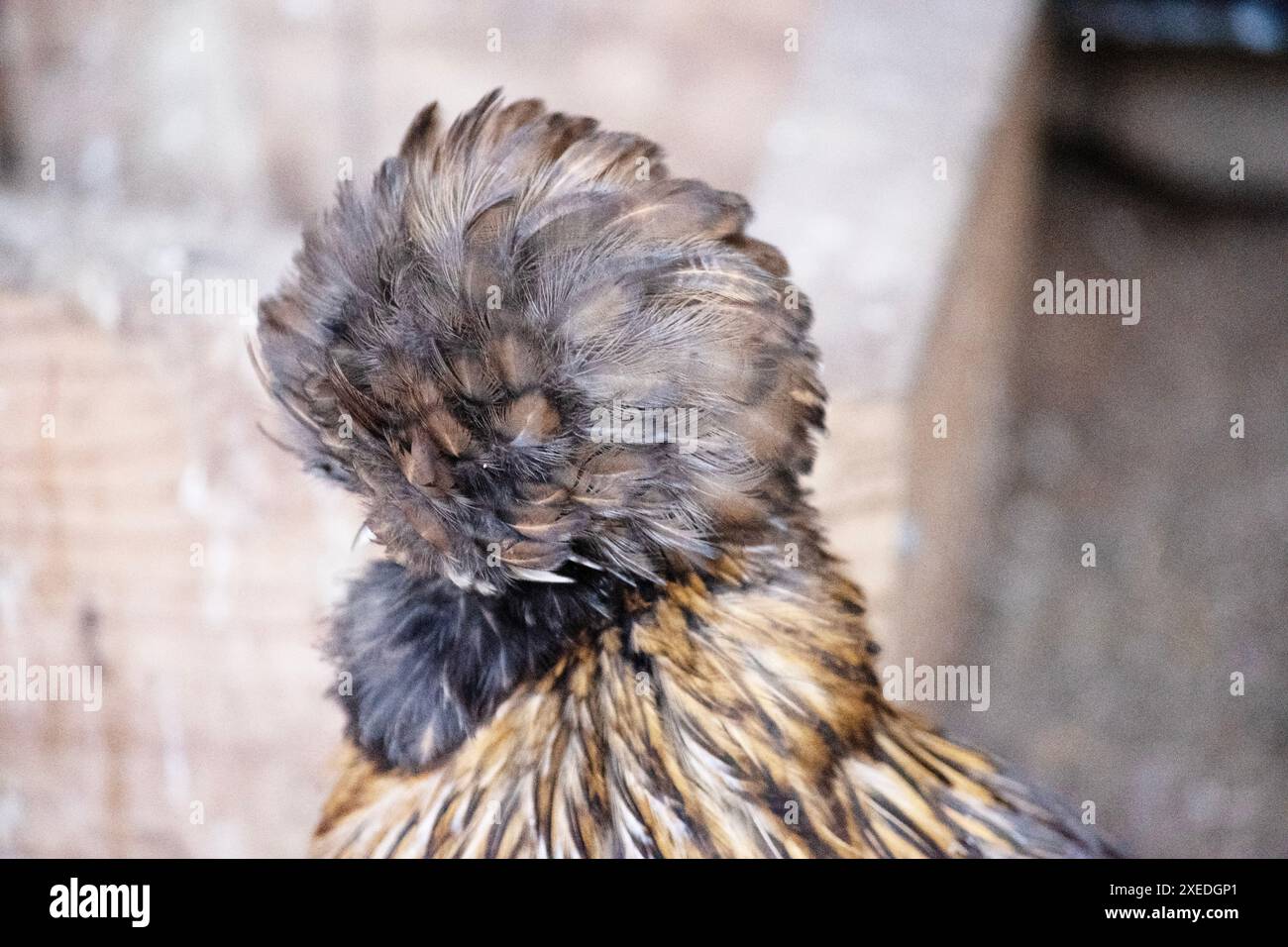 The Faverolle is a fluffy and goofy looking chicken breed Stock Photo ...