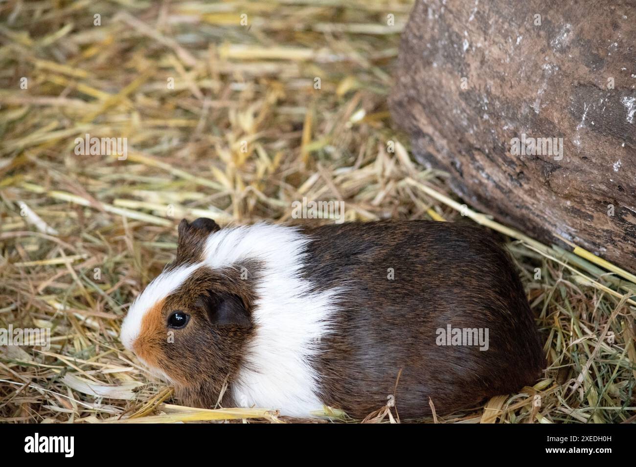 Brown white black guinea pig hi-res stock photography and images - Alamy