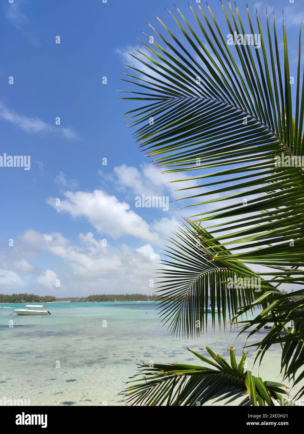 Palm tree on tropical beach, Mauritius Stock Photo - Alamy