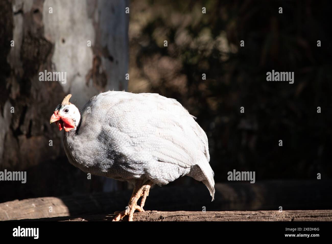 The Helmeted Guinea fowl is gray-black speckled with white. Like other ...