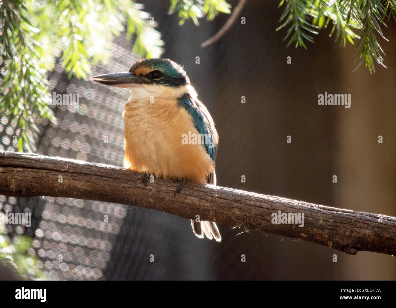 the scared kingfisher has a turquoise back, turquoise blue rump and ...