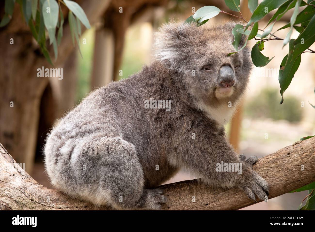 the Koala has a large round head, big furry ears and big black nose ...