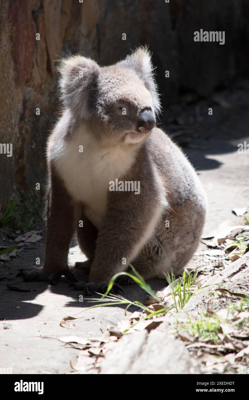 the Koala has a large round head, big furry ears and big black nose ...