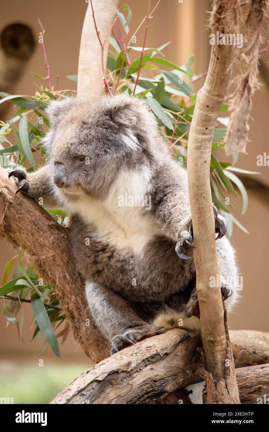the Koala has a large round head, big furry ears and big black nose ...
